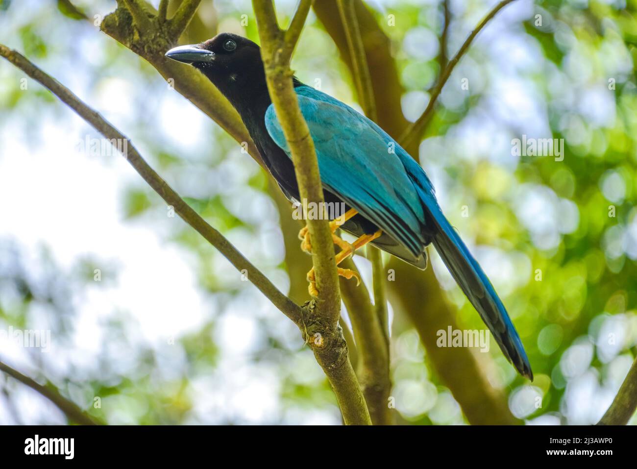 Yucatan jay (Cyanocorax yucatanicus), Mexico Stock Photo - Alamy