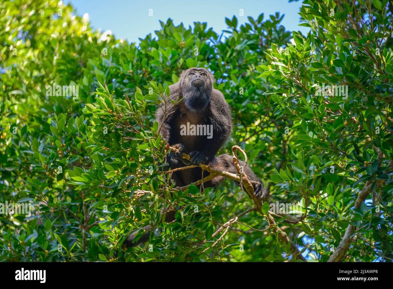Mexican black guatemalan black howler (Alouatta Pigra), Tropical Jungle ...