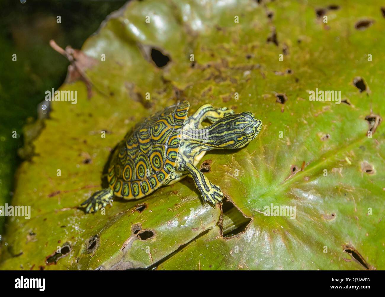 Cumberland slider trachemys scripta troostii hi-res stock photography ...