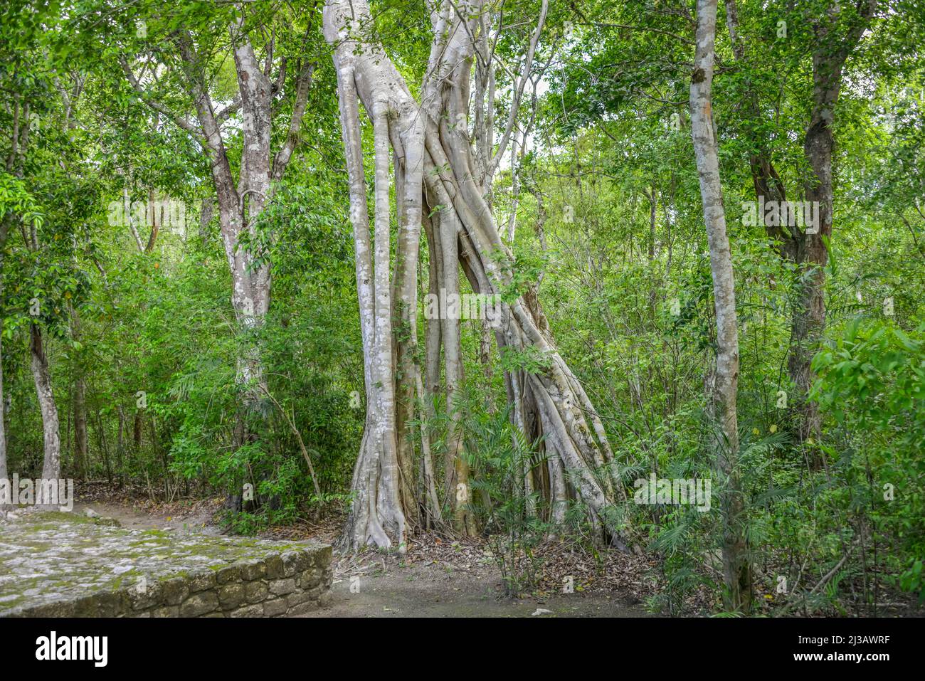 Ficus, tree, aerial roots, tropical jungle, Chiapas, Mexico Stock Photo ...