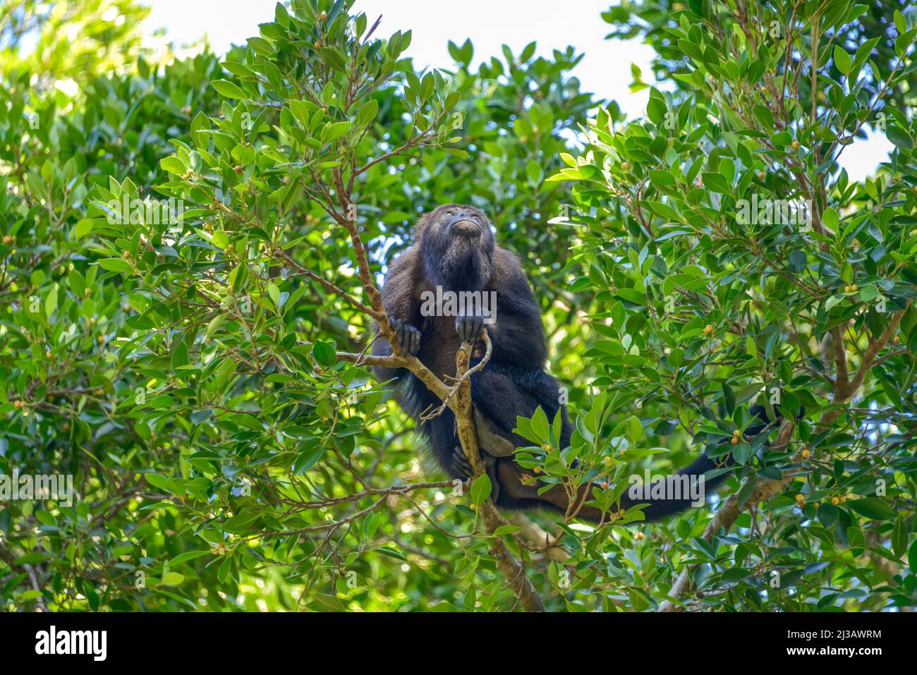 Mexican black guatemalan black howler (Alouatta Pigra), Tropical Jungle ...