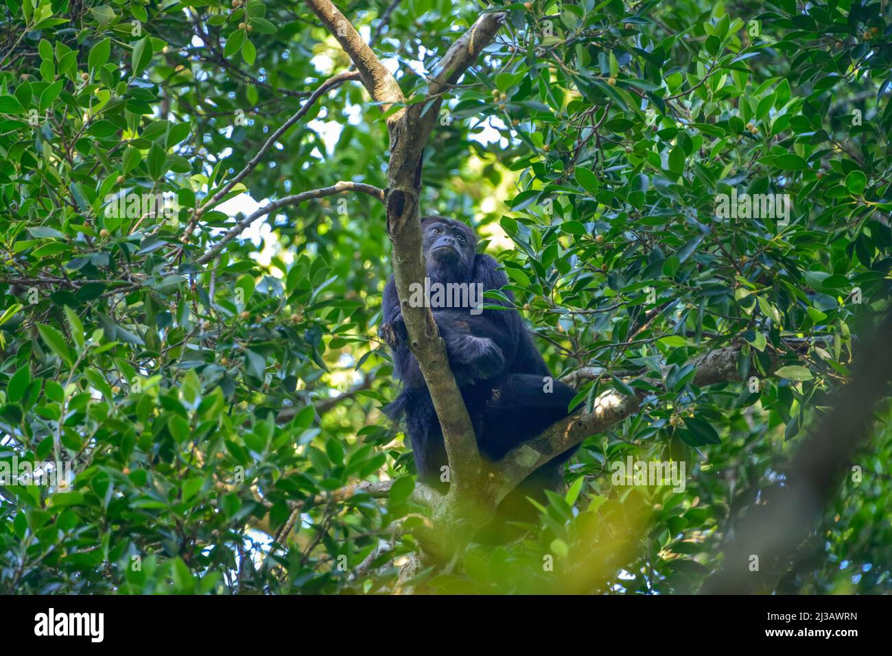Mexican black guatemalan black howler (Alouatta Pigra), Tropical Jungle ...