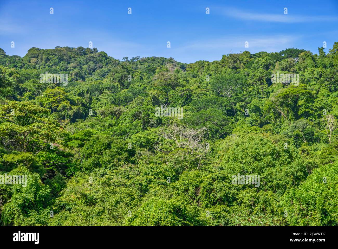 Tropical jungle, Chiapas, Mexico Stock Photo - Alamy