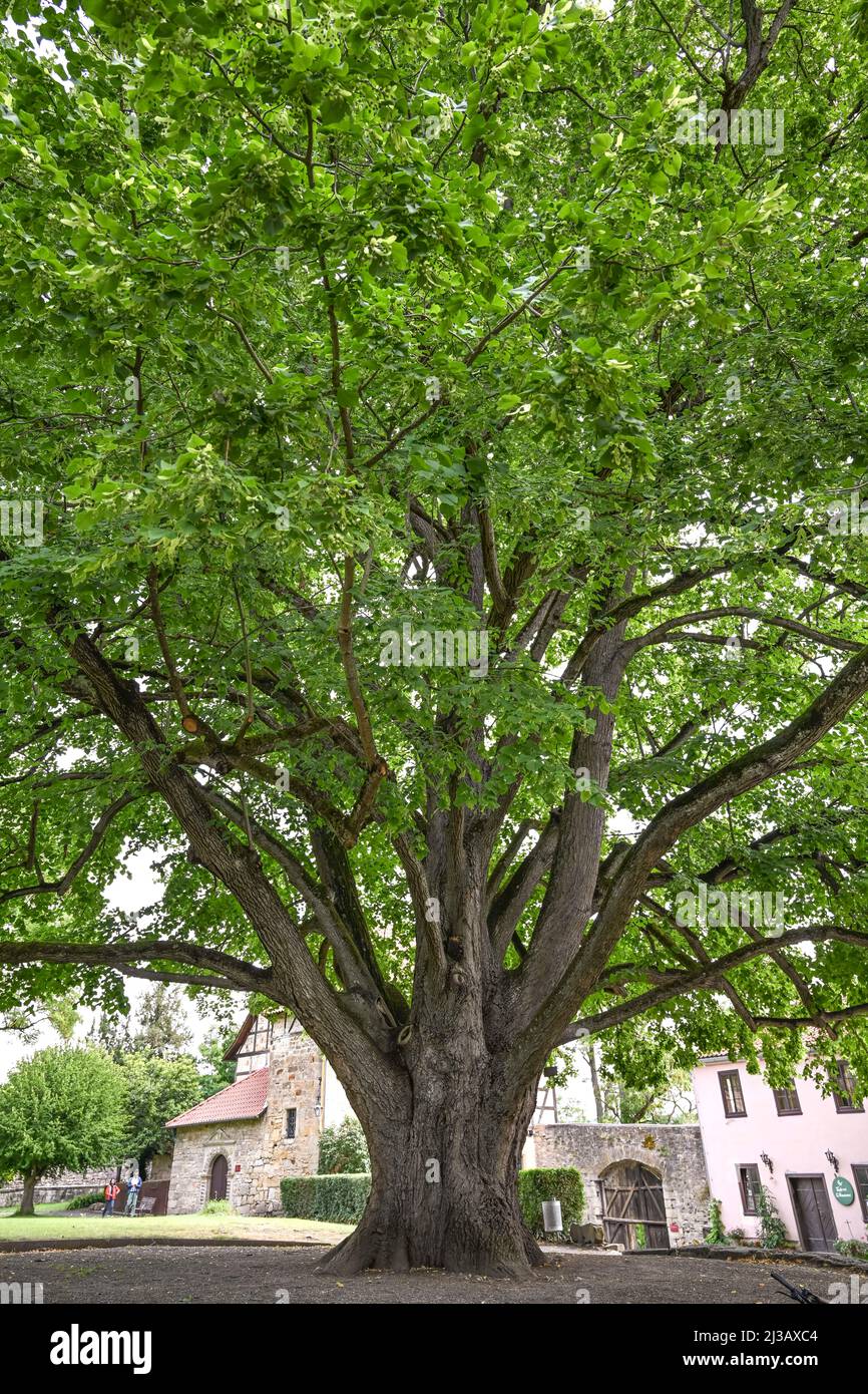 Natural monument, linden tree, castle courtyard, Creuzburg Castle ...