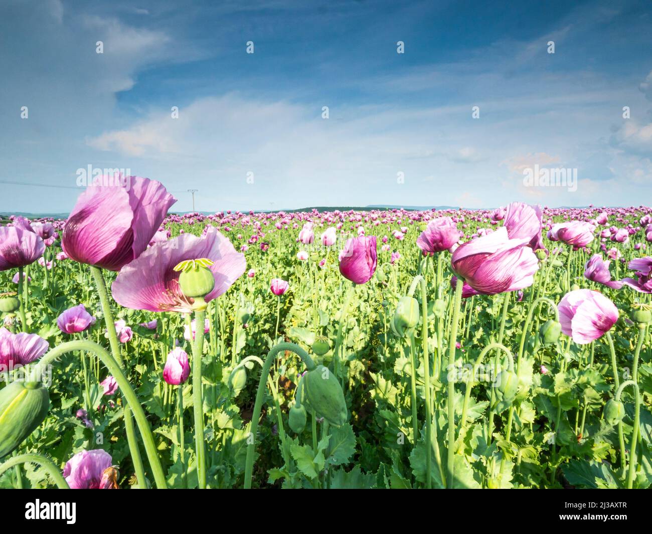 Panorama of a field of rose corn poppy Stock Photo - Alamy