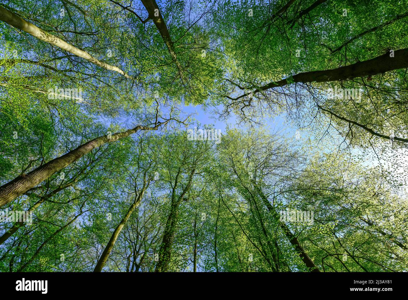 Friedwald, Erdersche Strasse, Kalletal, North Rhine-Westphalia, Germany ...