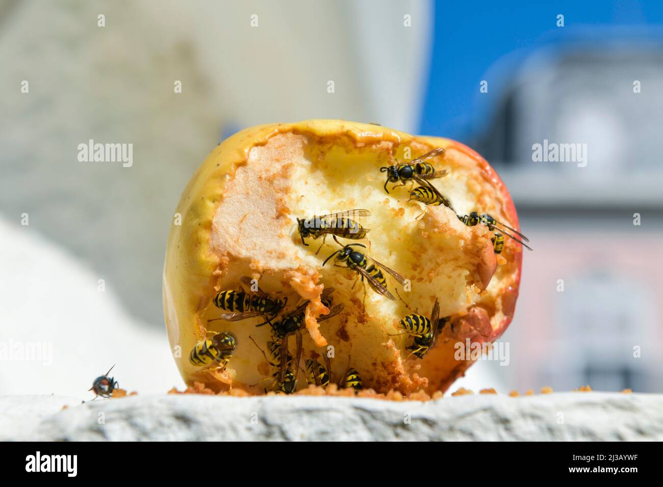 Wasps apple hi-res stock photography and images - Alamy