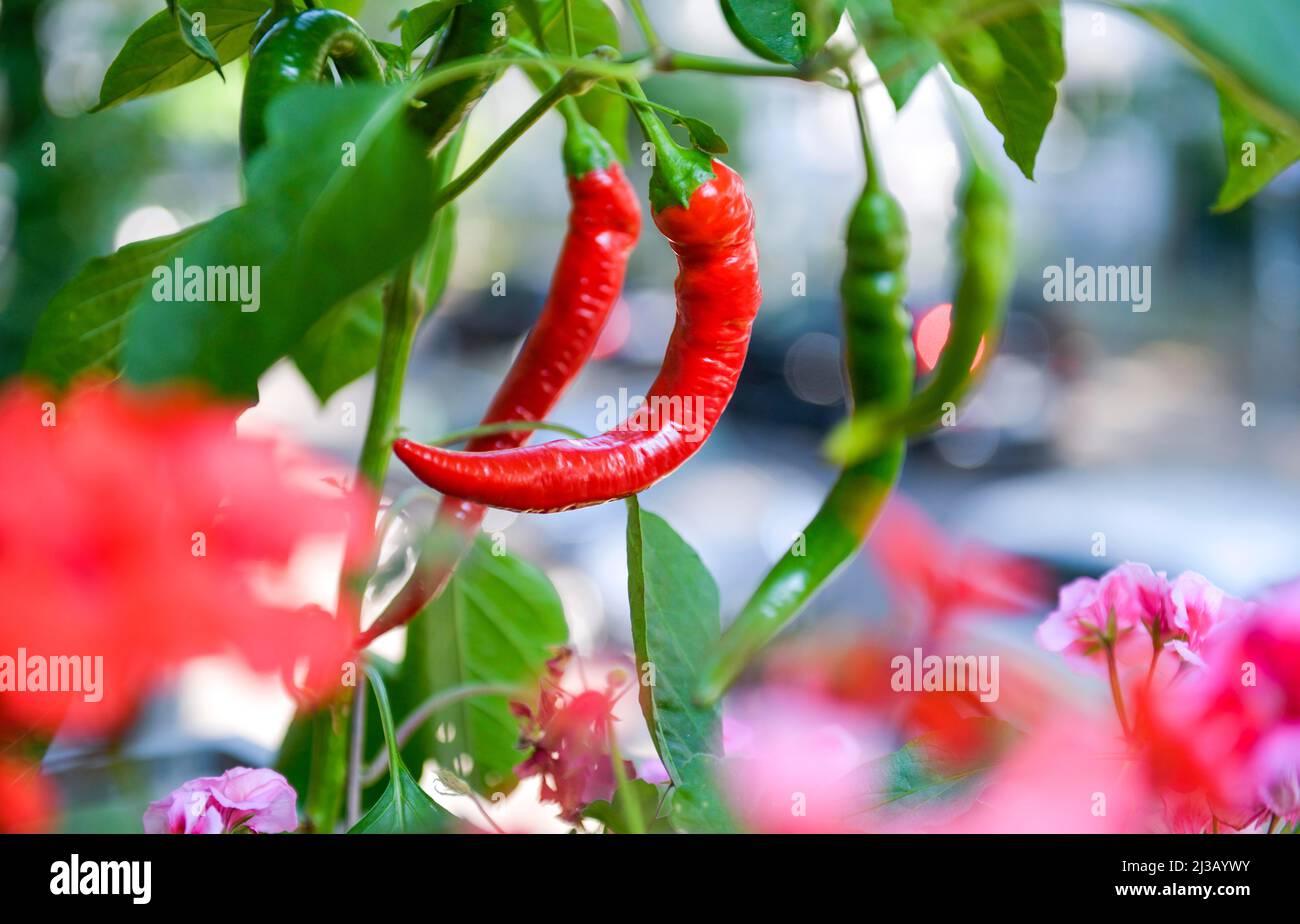 Chilli as a balcony plant Stock Photo - Alamy