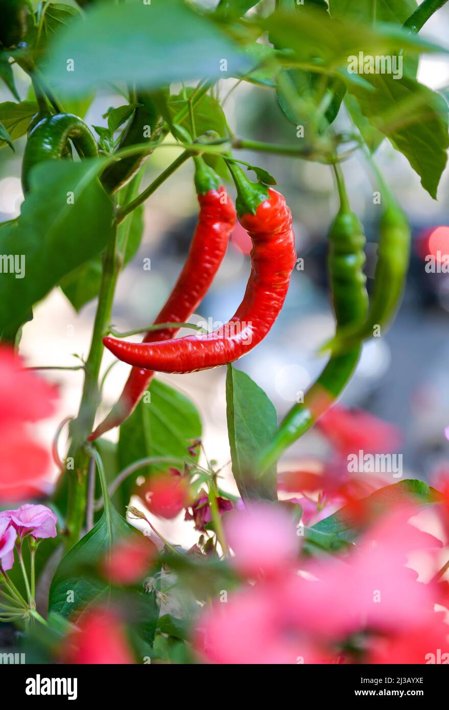 Chilli plant flower fruit hi-res stock photography and images - Alamy