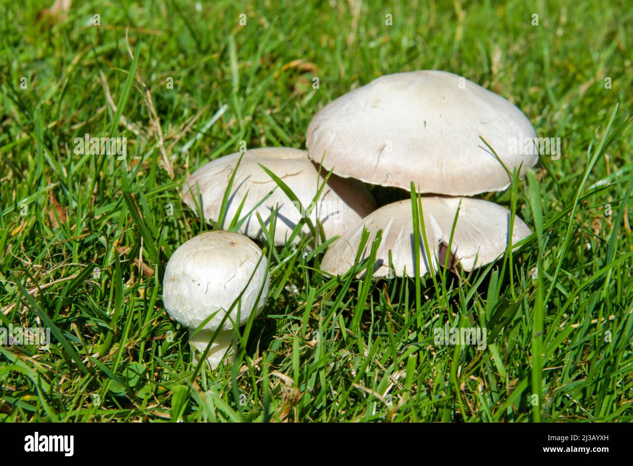 Field mushroom (Agaricus campestris Stock Photo - Alamy