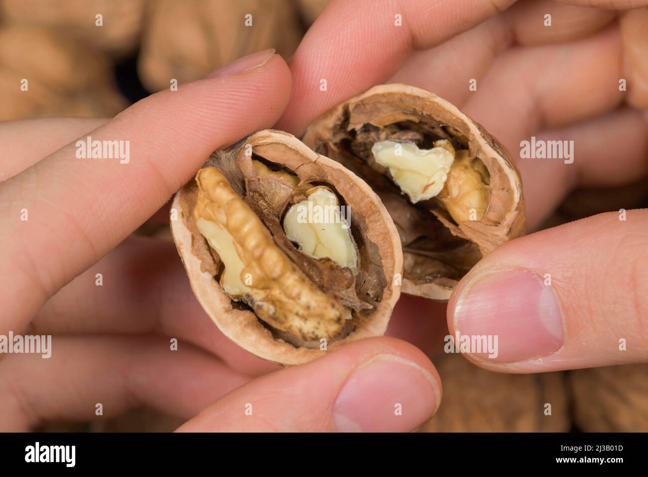 Walnut crack hand hi-res stock photography and images - Alamy