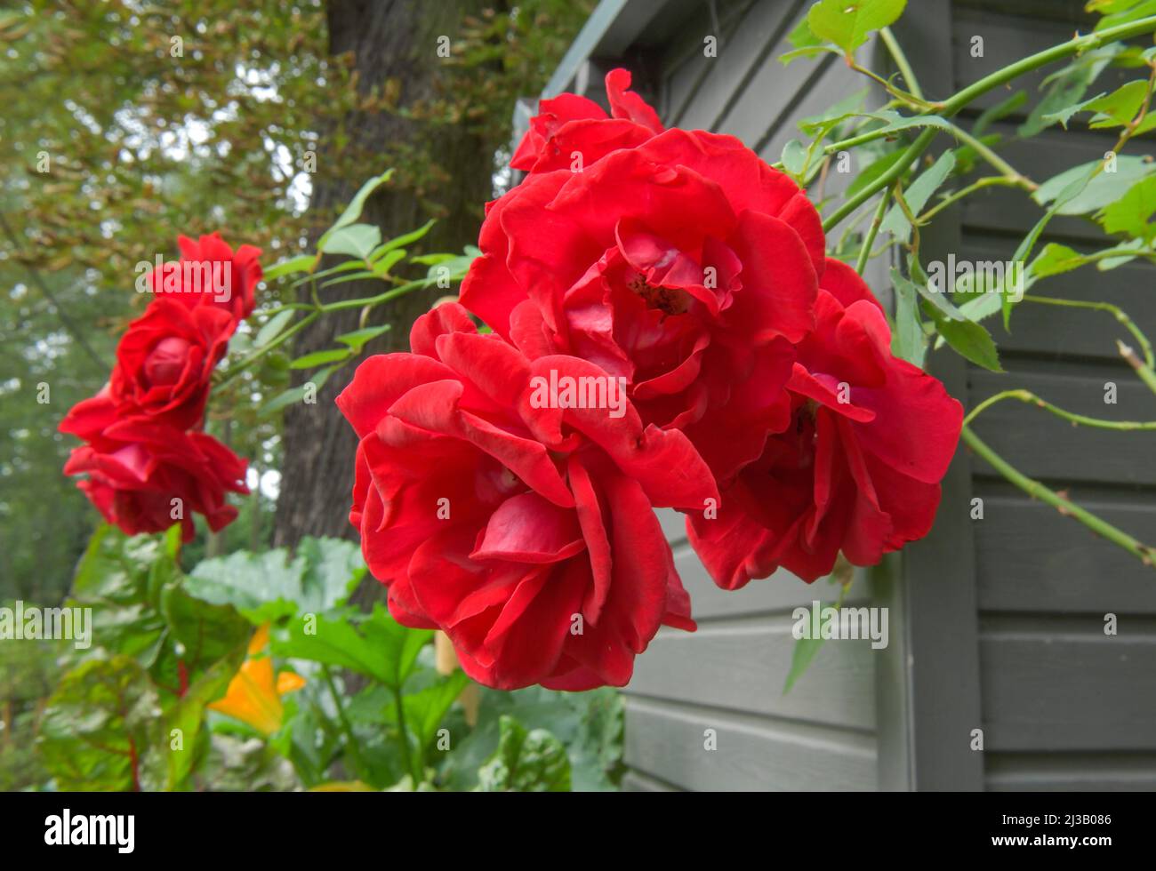 Red shrub rose Stock Photo - Alamy