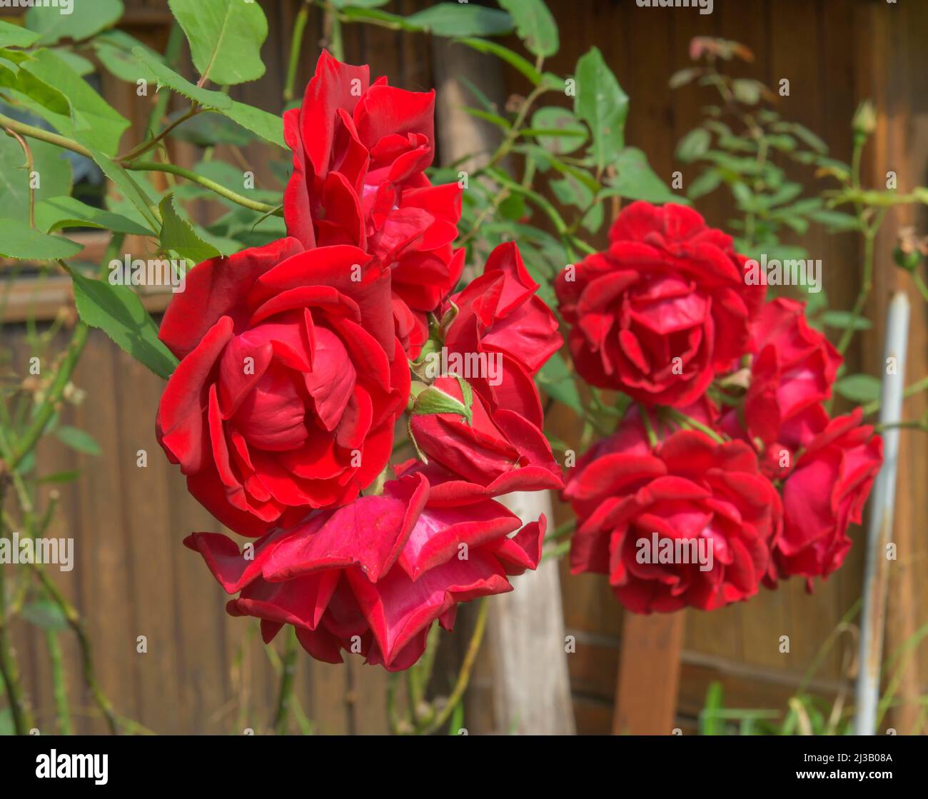 Red shrub rose Stock Photo - Alamy
