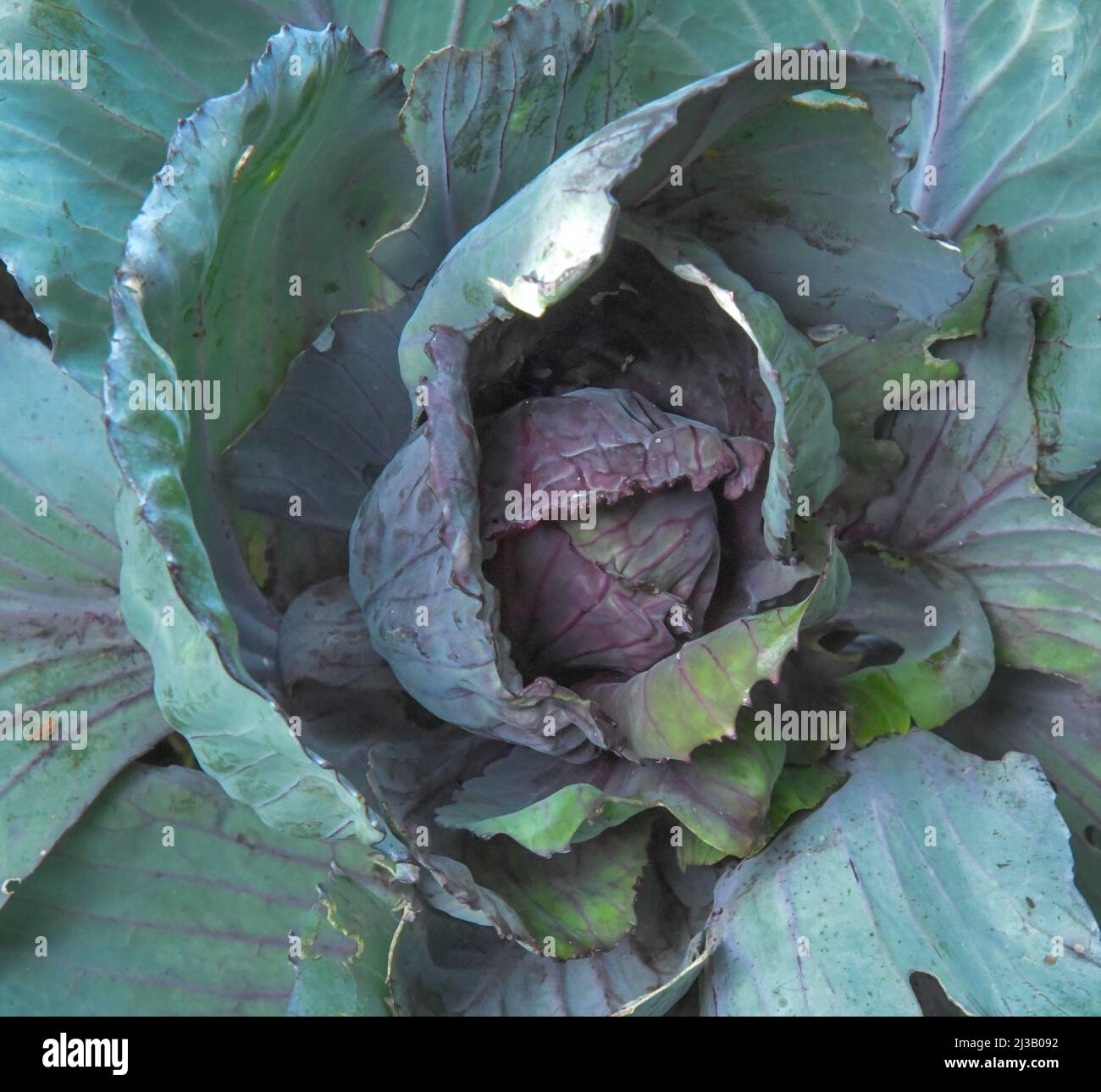 Head red cabbage, red cabbage, blue cabbage Stock Photo - Alamy