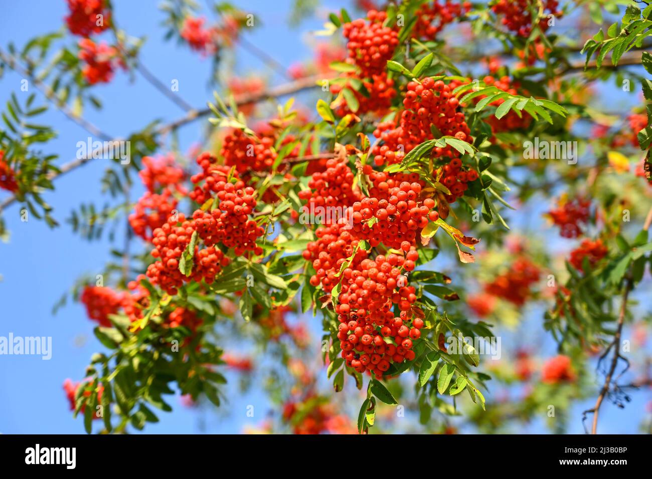 Rowan, mountain ash, european rowan (Sorbus aucuparia Stock Photo - Alamy