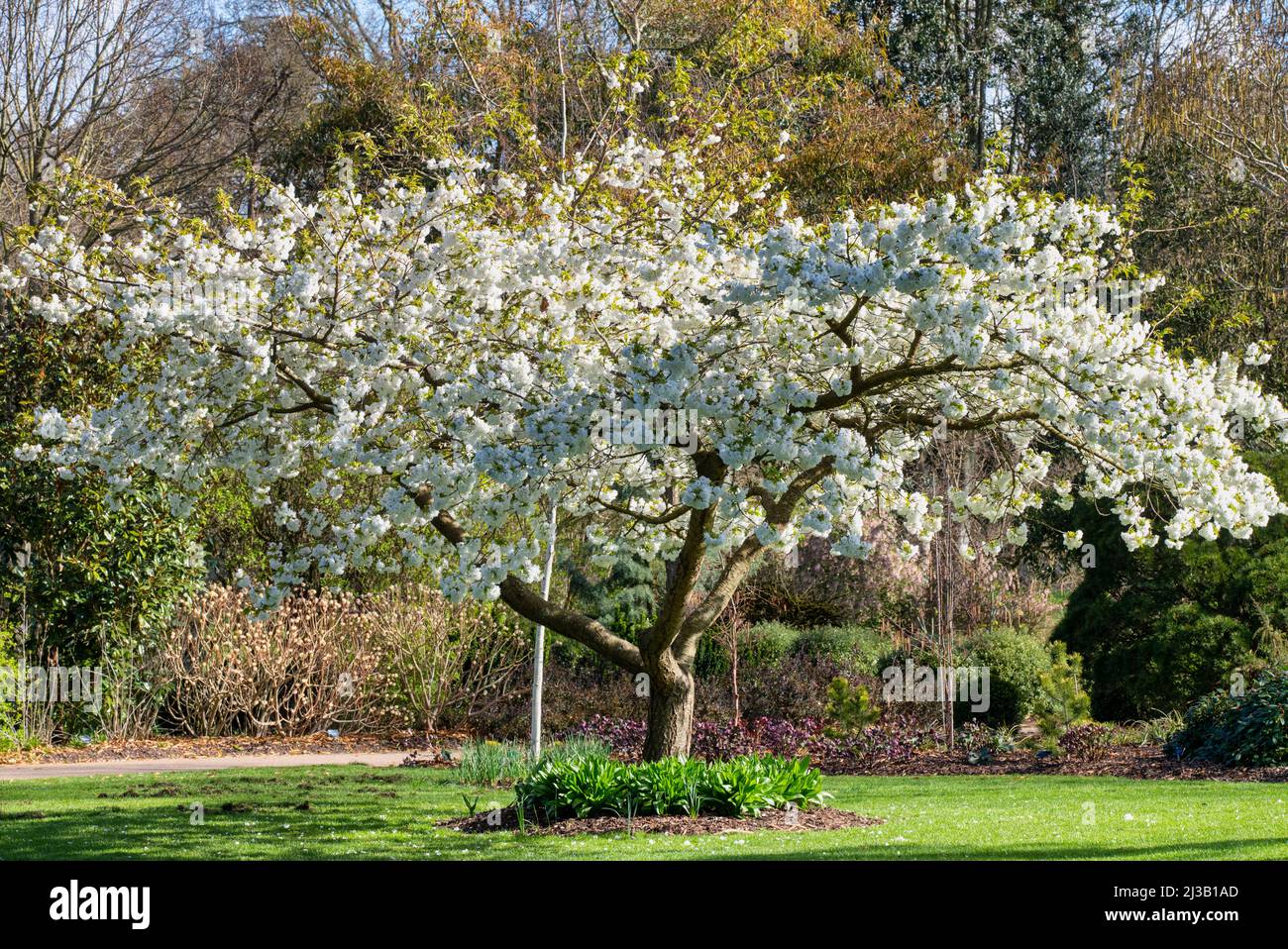 Cherry blossom shirotae uk hi-res stock photography and images - Alamy
