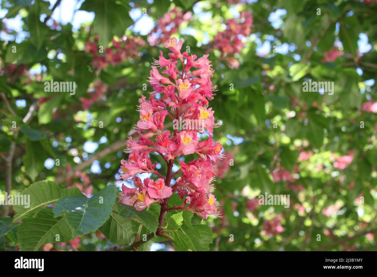 red horse chestnut tree blossoms in the forest Stock Photo - Alamy