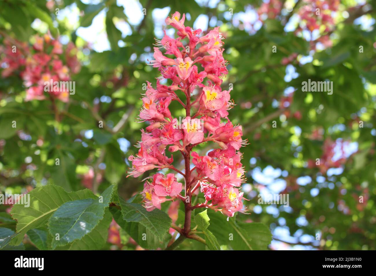 red horse chestnut tree blossoms in the forest Stock Photo - Alamy