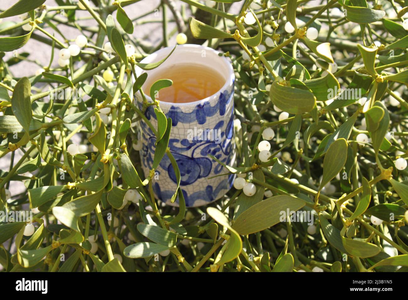 mistletoe tea in a mistletoe Stock Photo - Alamy