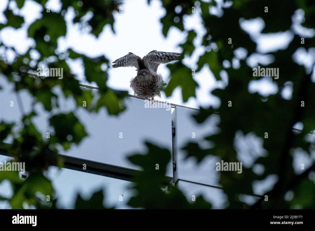 A distant view from tree leaves of the hawk in the back flying away ...