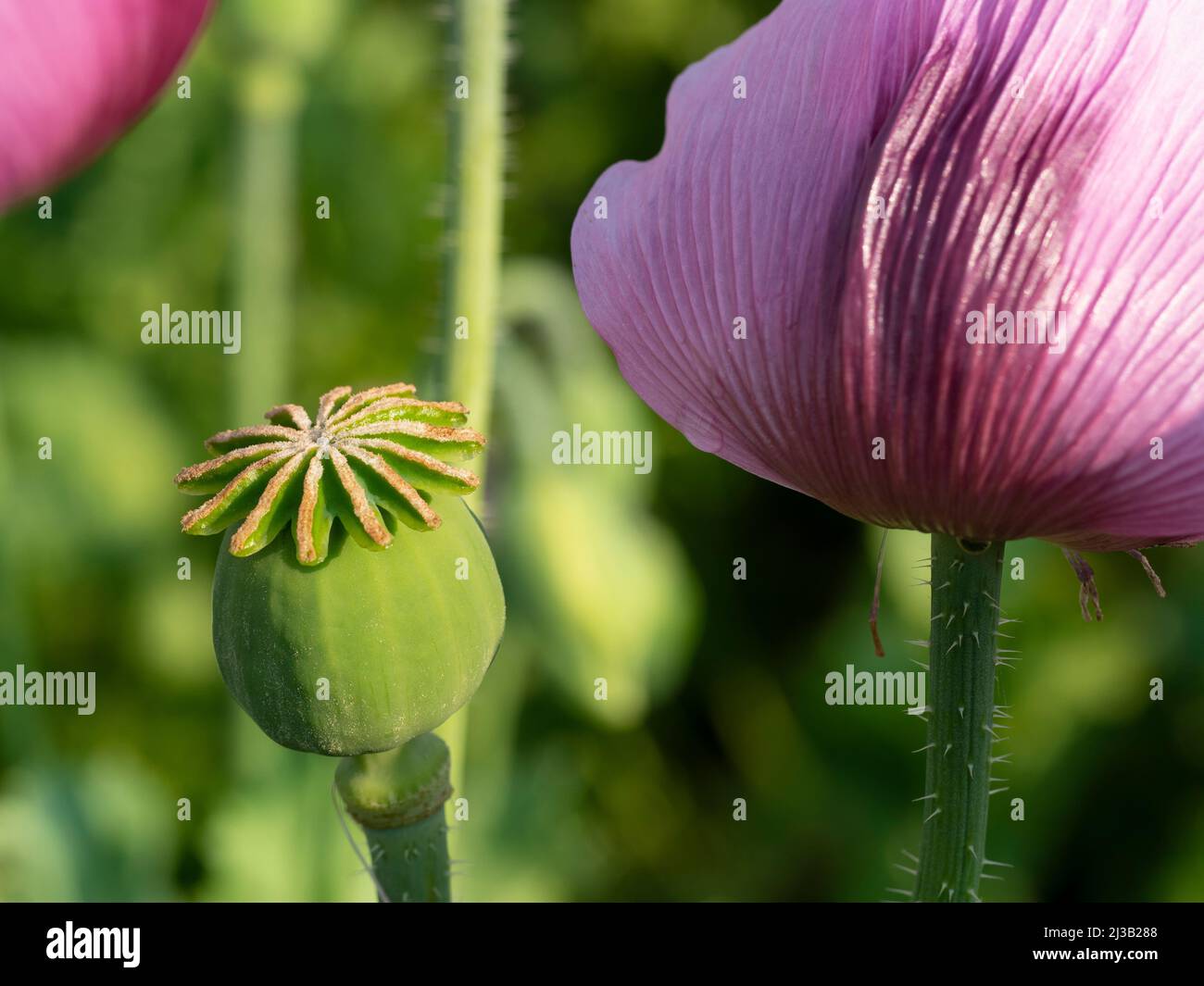 Poppy bud seed hi-res stock photography and images - Alamy