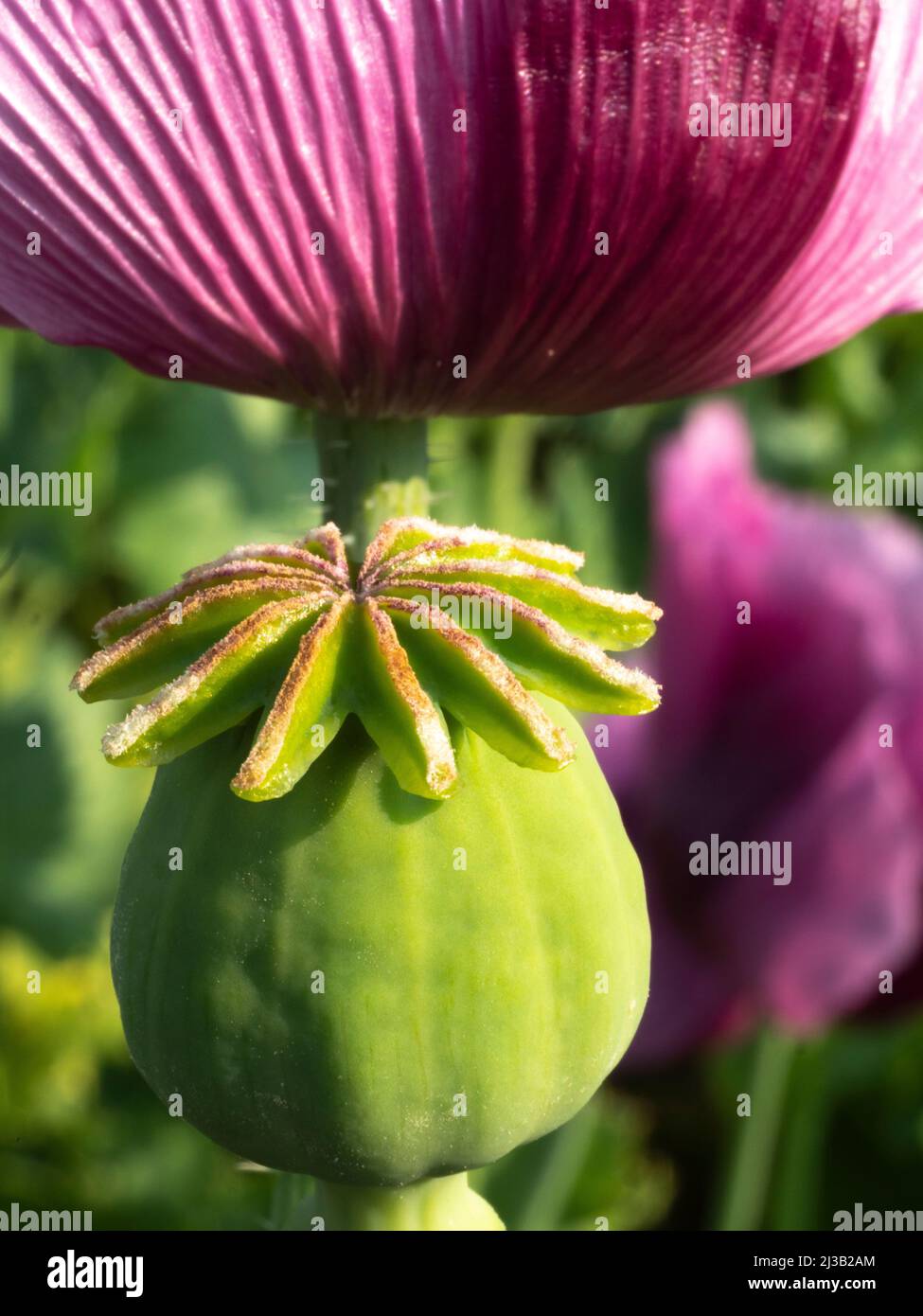 Poppy seed cultivation hi-res stock photography and images - Alamy