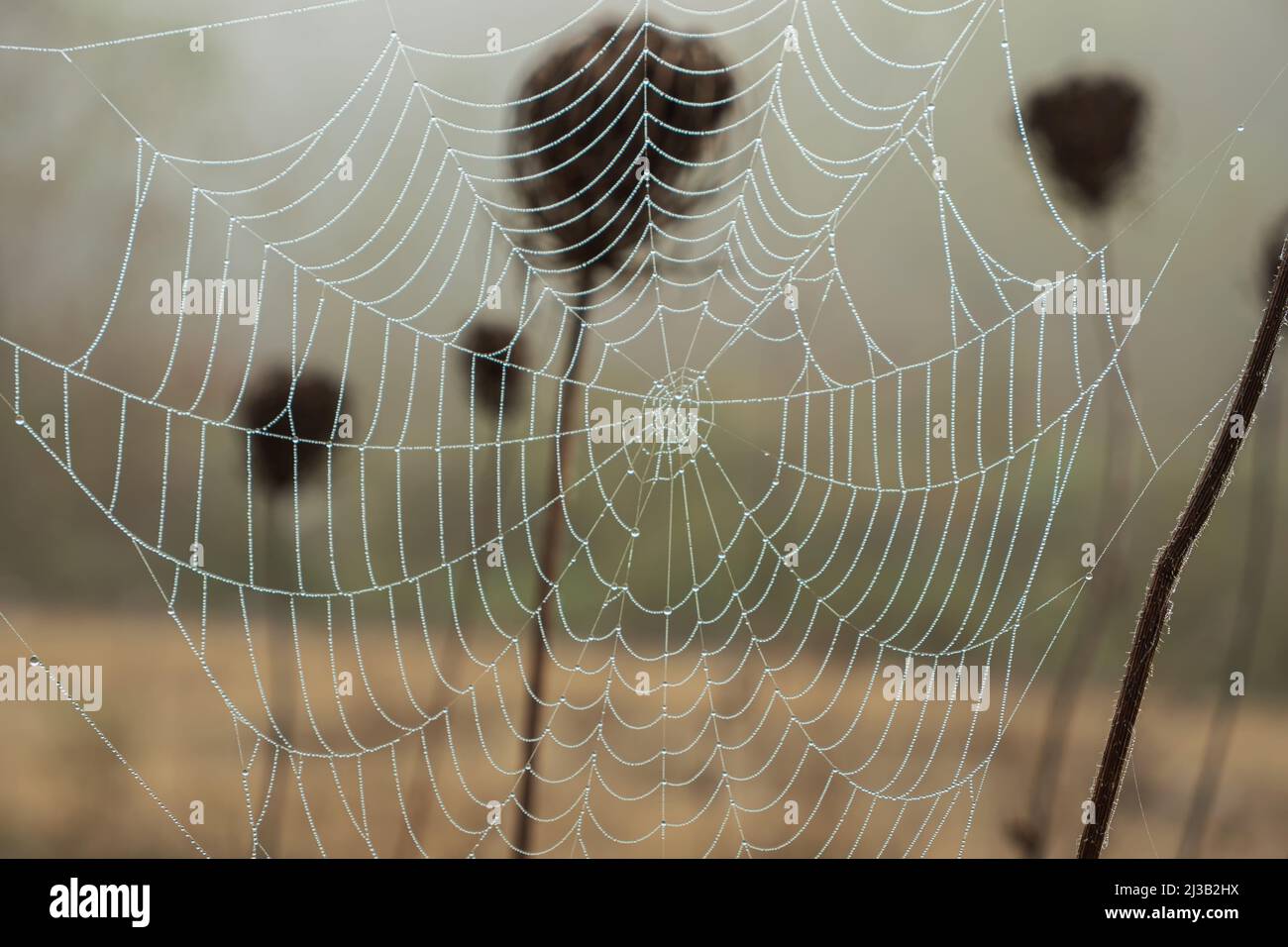 Close up empty cobweb hi-res stock photography and images - Alamy