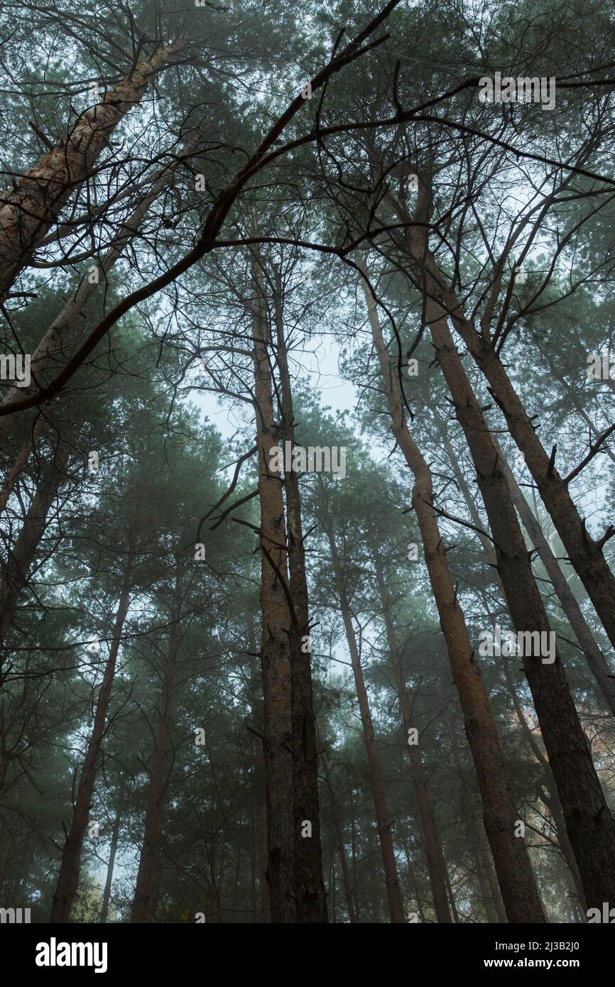 Foggy morning in a pine forest. Trunks of pine trees with green needles ...