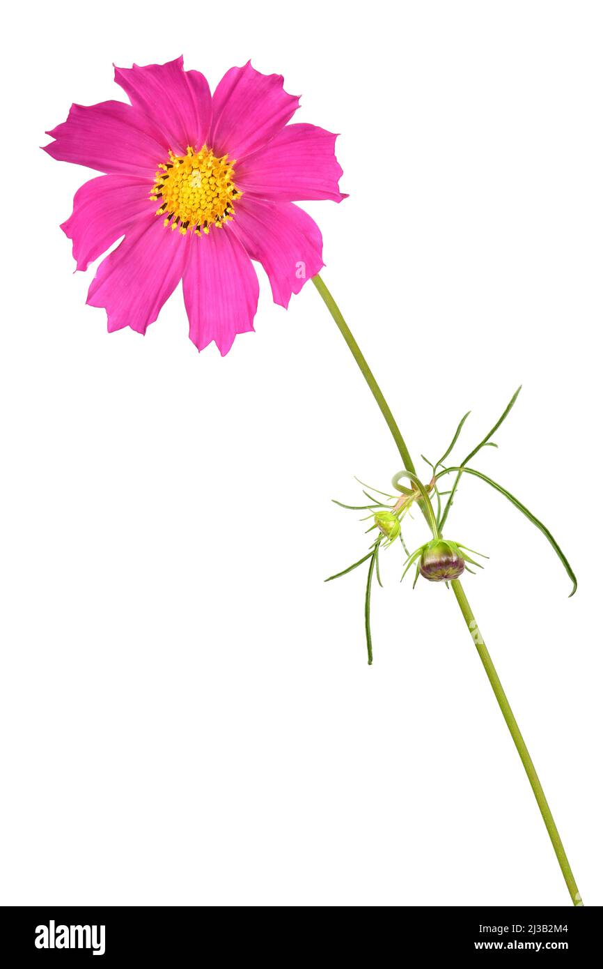 Pink cosmos flowers isolated on white background. High resolution photo ...