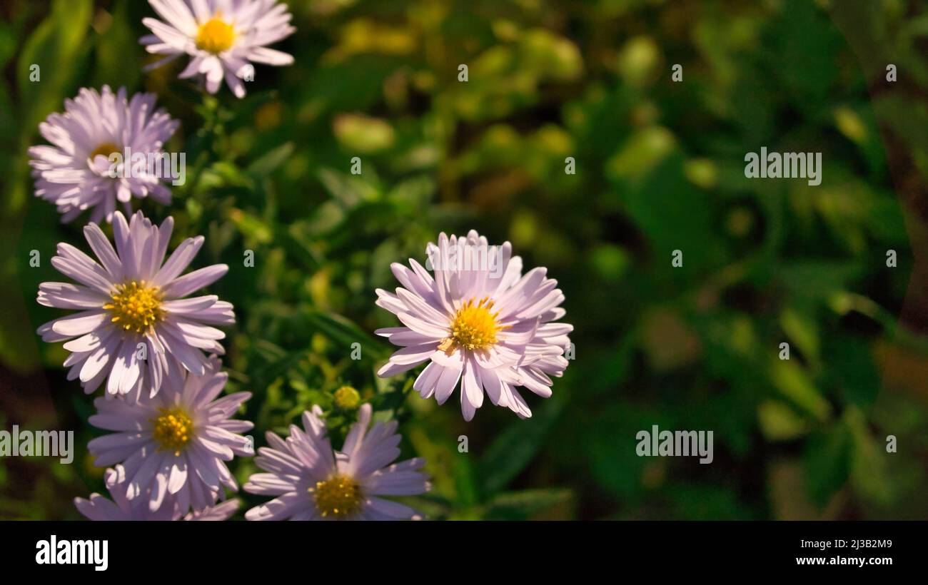 Daisy field with much bokeh on a meadow. Many flowers in ground view ...
