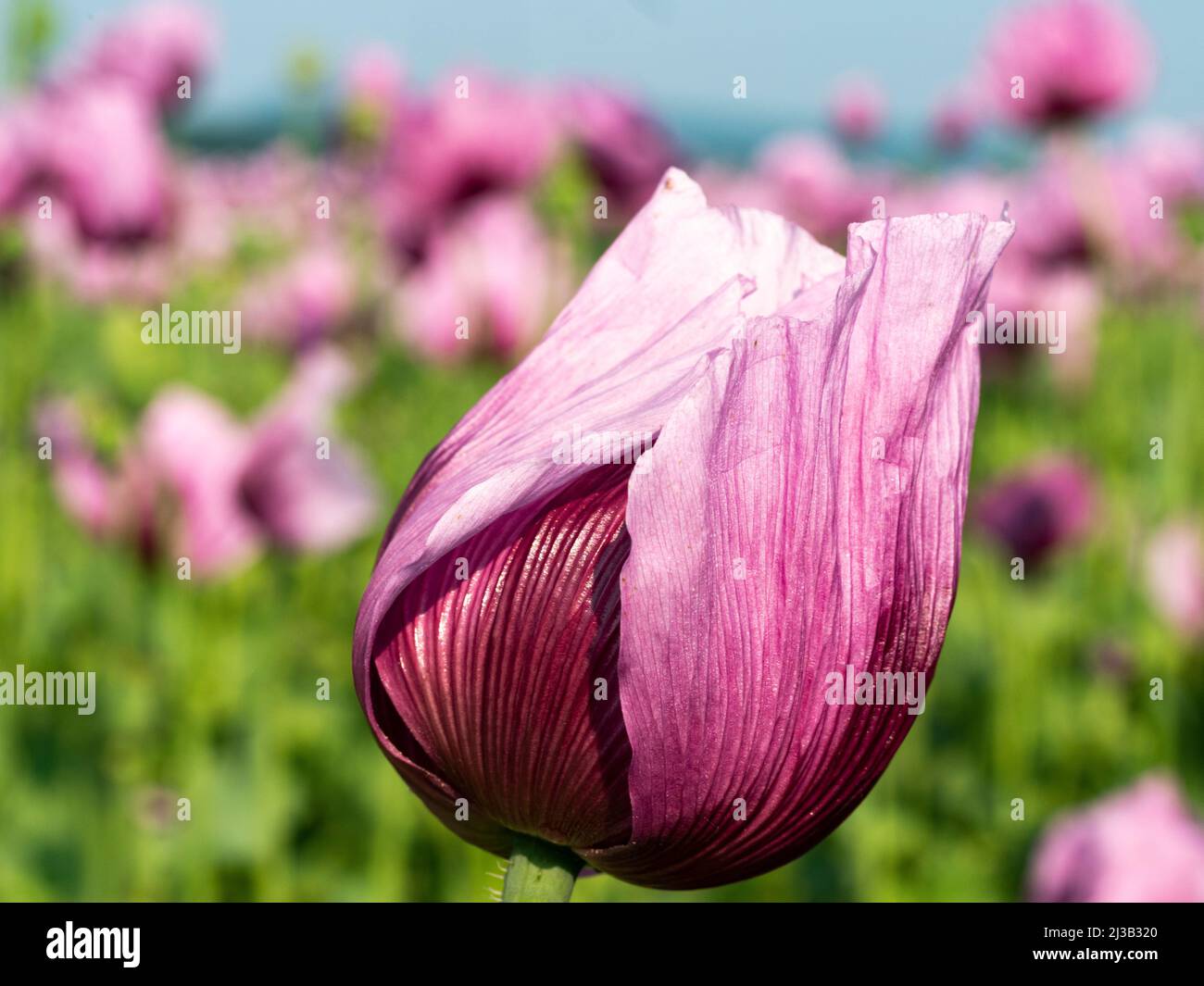 Rose and poppy hi-res stock photography and images - Alamy