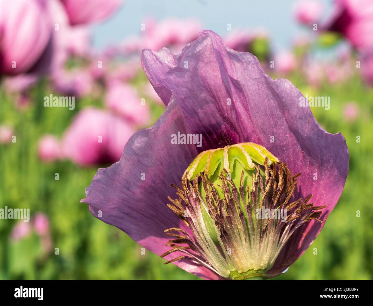 Up close pink poppy hi-res stock photography and images - Alamy