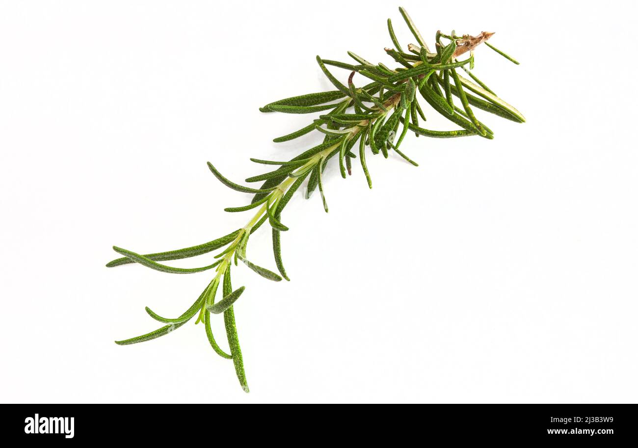 Rosemary rosmarinus officinalis single leaf Cut Out Stock Images ...