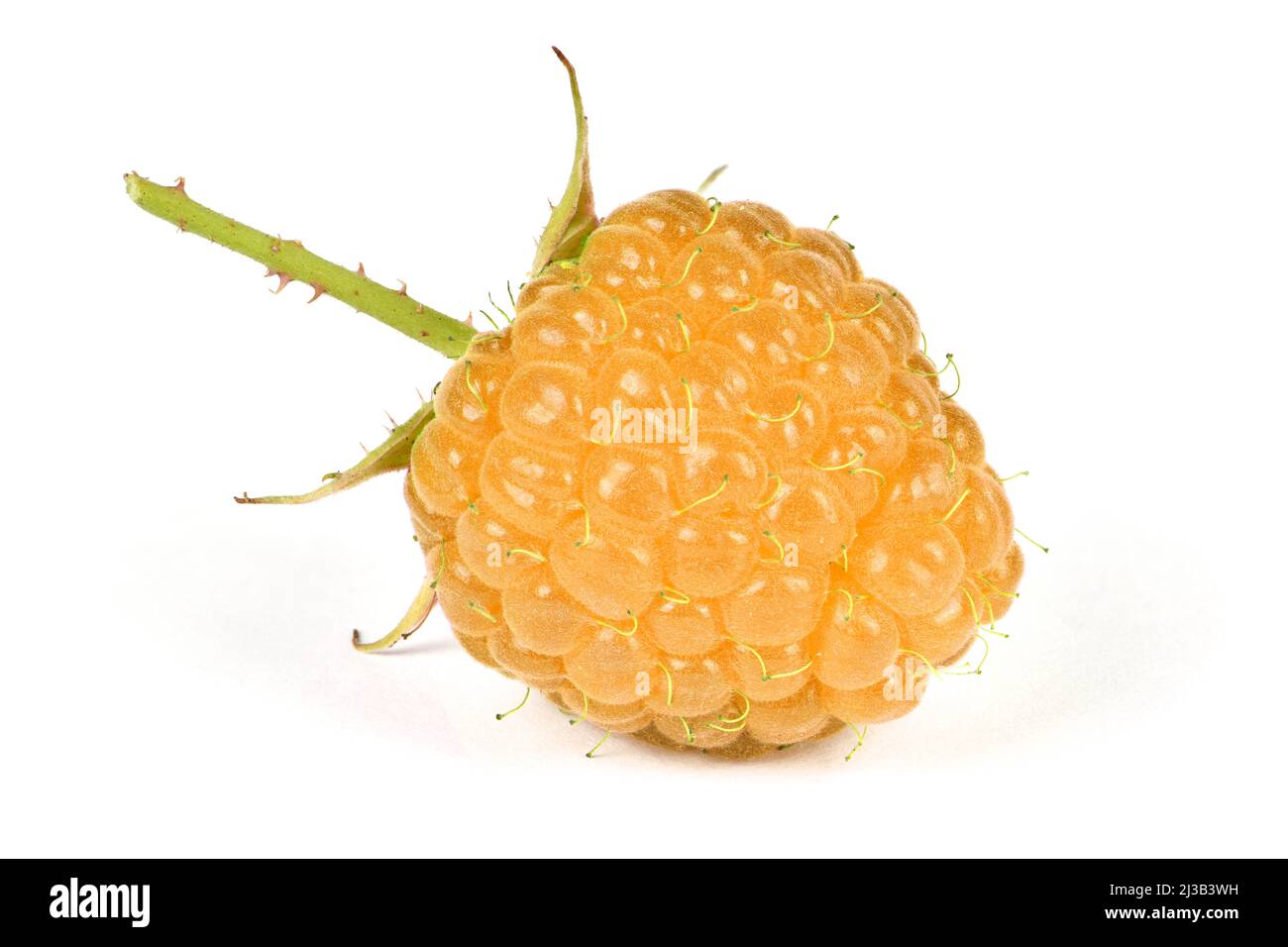 Raspberry ripe and tasty. Isolated on white background. High resolution ...