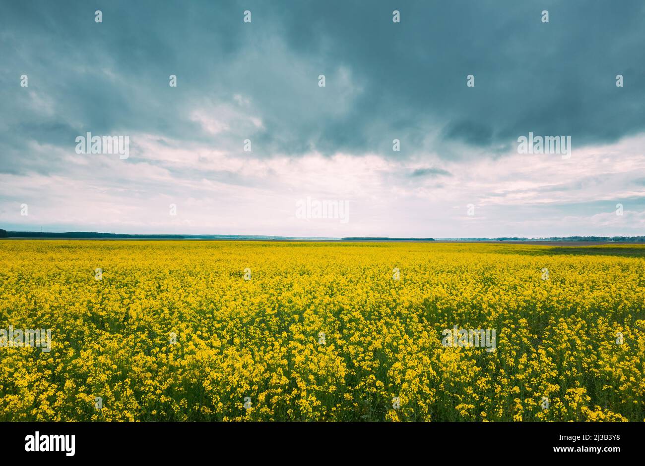 Canola blossom scene hi-res stock photography and images - Alamy