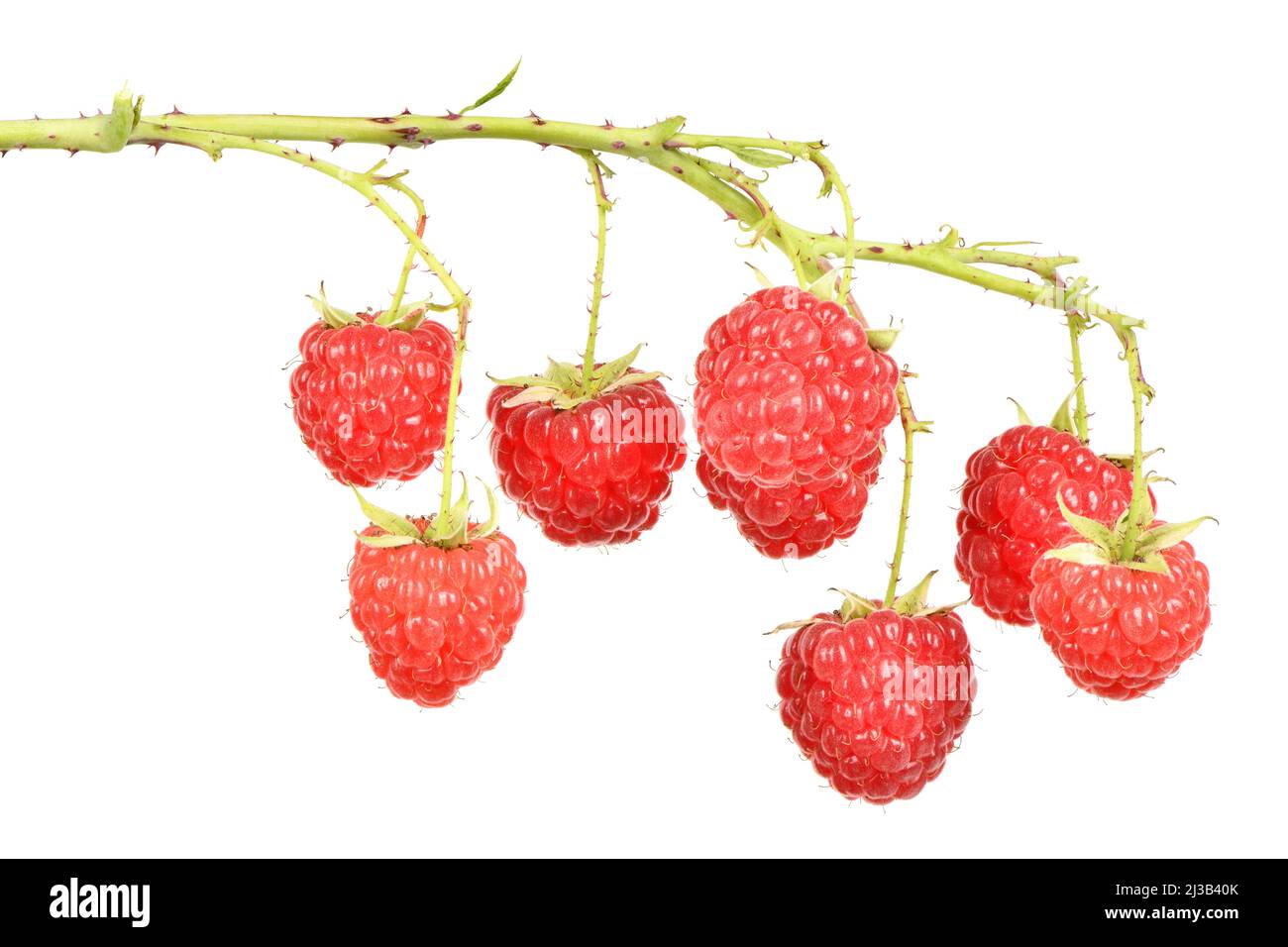 Raspberry twig isolated on white background. High resolution photo ...