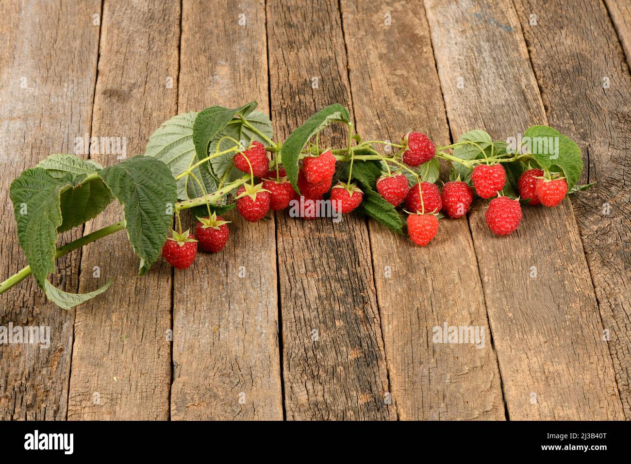 Raspberry twig with leaves isolated on dark wood background. High ...