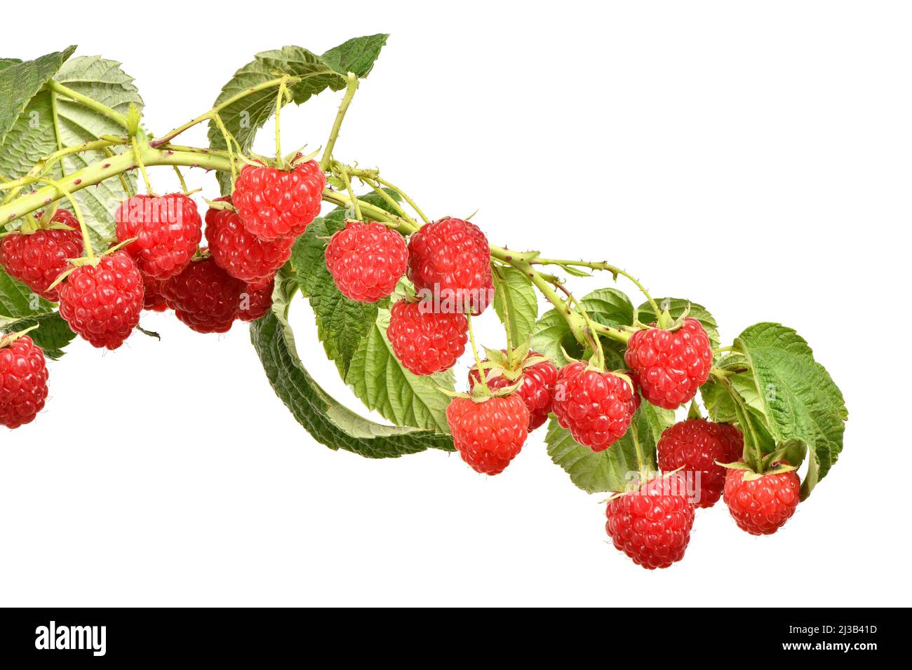 Raspberry twig with leaves isolated on white background. High ...