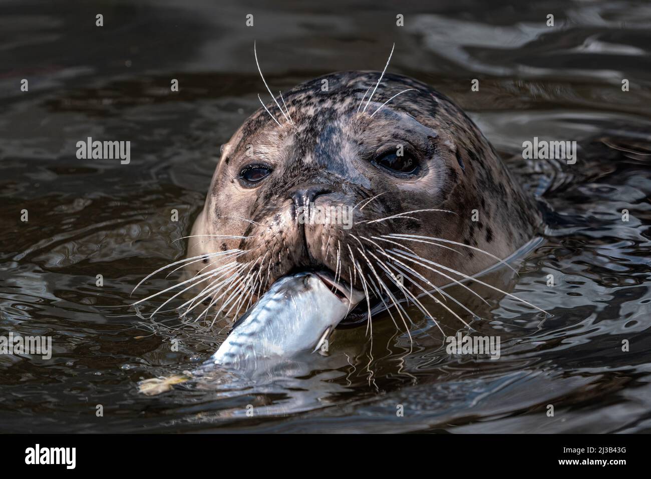 Seal caught netting or plastic water hi-res stock photography and ...