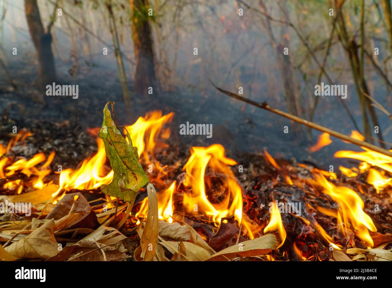 Forest fire disaster is burning caused by human Stock Photo - Alamy