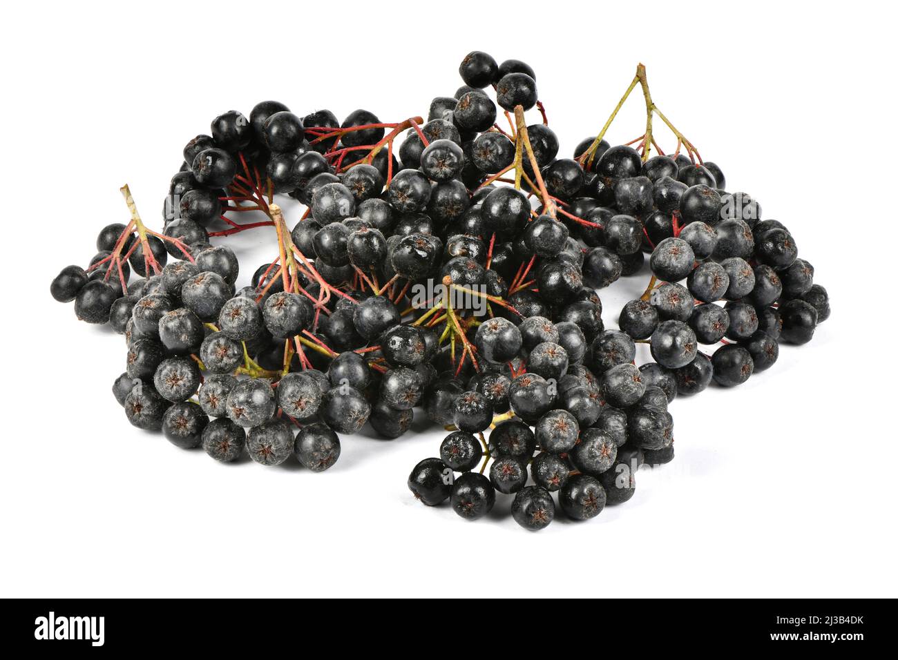 Branch with ripe berries of Aronia Melanocarpa (Black Chokeberry) isolated on white background ...