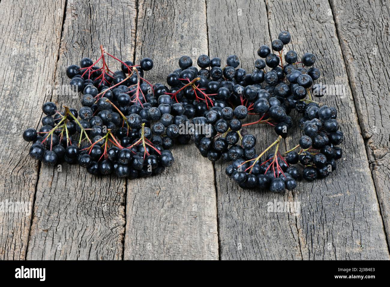 Branch with ripe berries of Aronia Melanocarpa (Black Chokeberry) on dark wood background. High ...