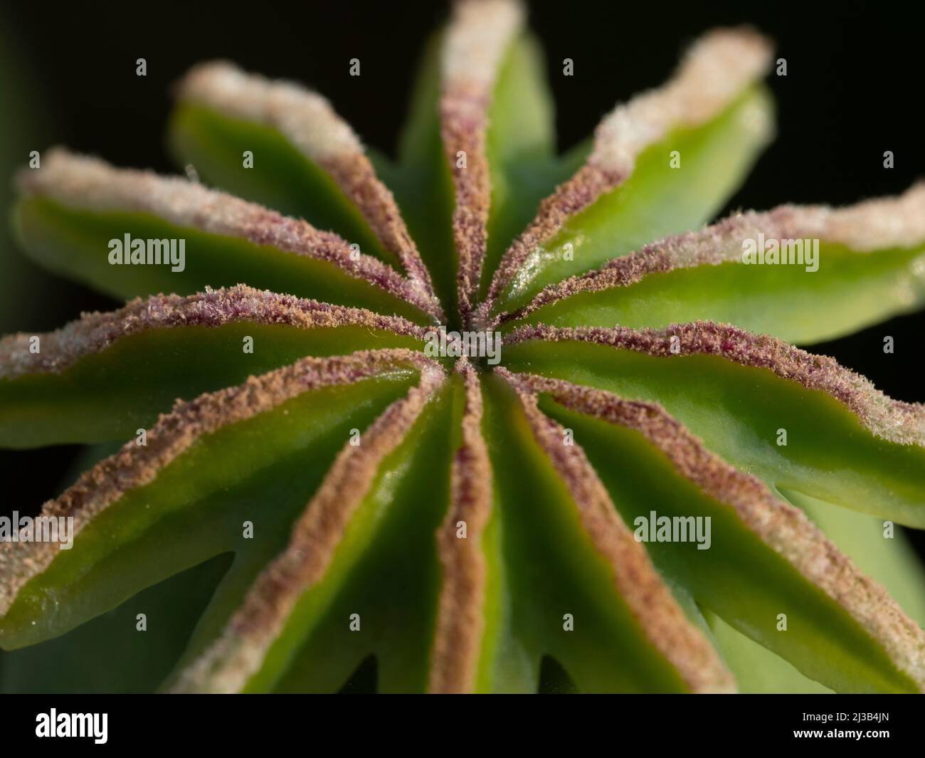 Macro of the surface of a poppy capsule against a dark background Stock ...
