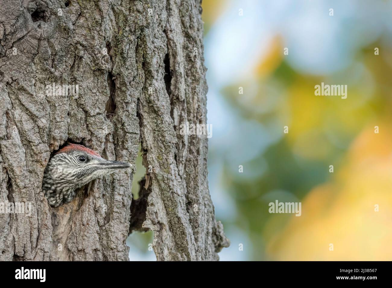 Newborn woodpecker in the woodland, fine art portrait of European green ...