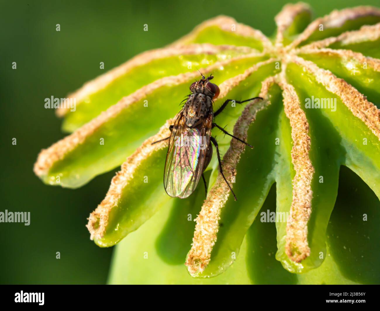 Macro of the surface of a poppy capsule white fly Stock Photo - Alamy