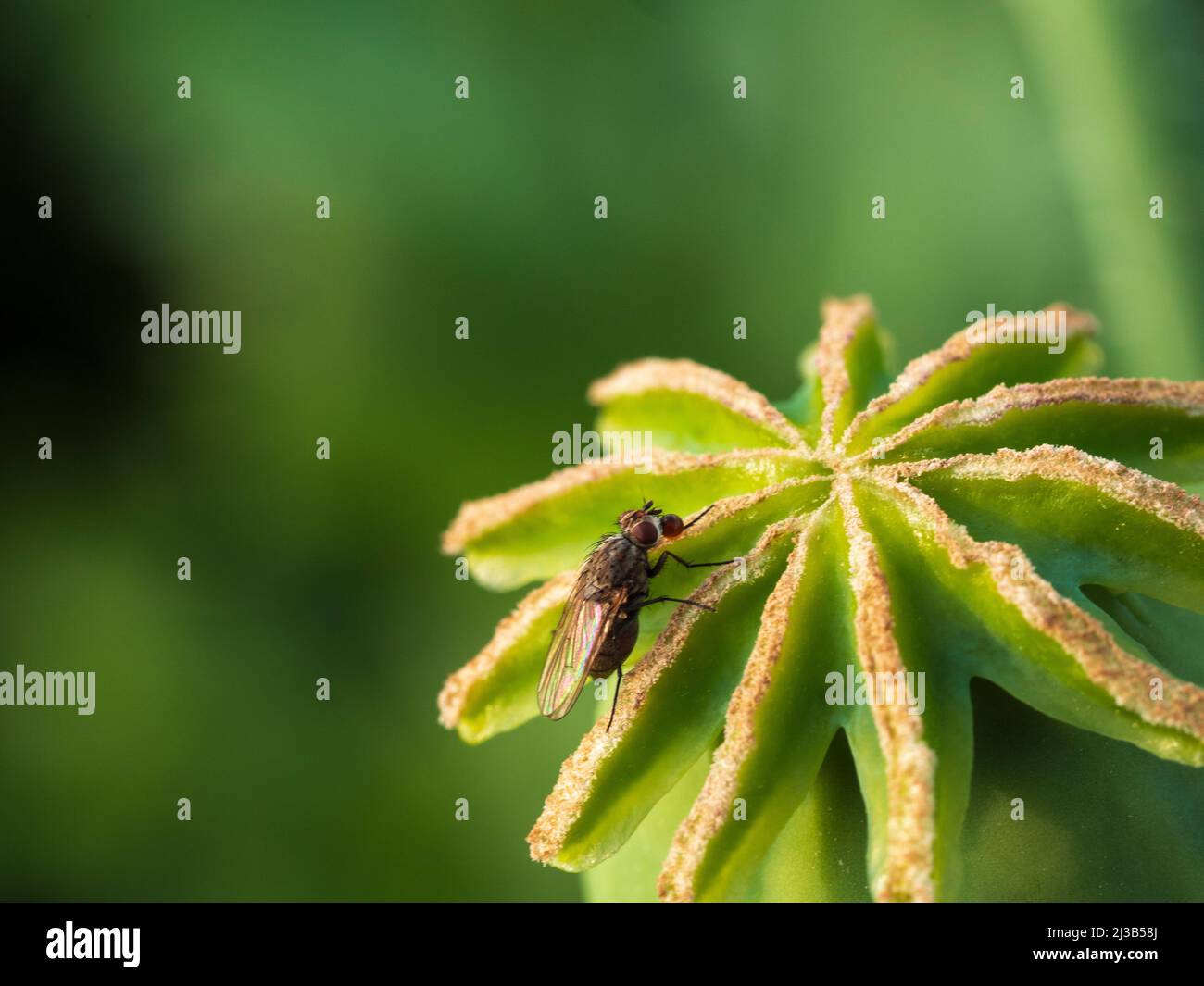 Macro of the surface of a poppy capsule white fly Stock Photo - Alamy