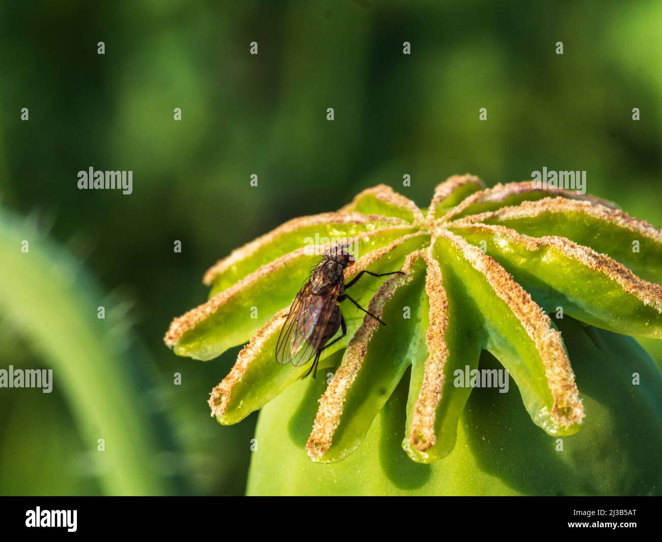 Macro of the surface of a poppy capsule white fly Stock Photo - Alamy