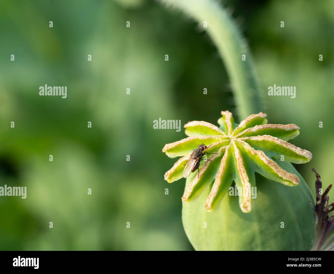 Macro of the surface of a poppy capsule white fly Stock Photo - Alamy
