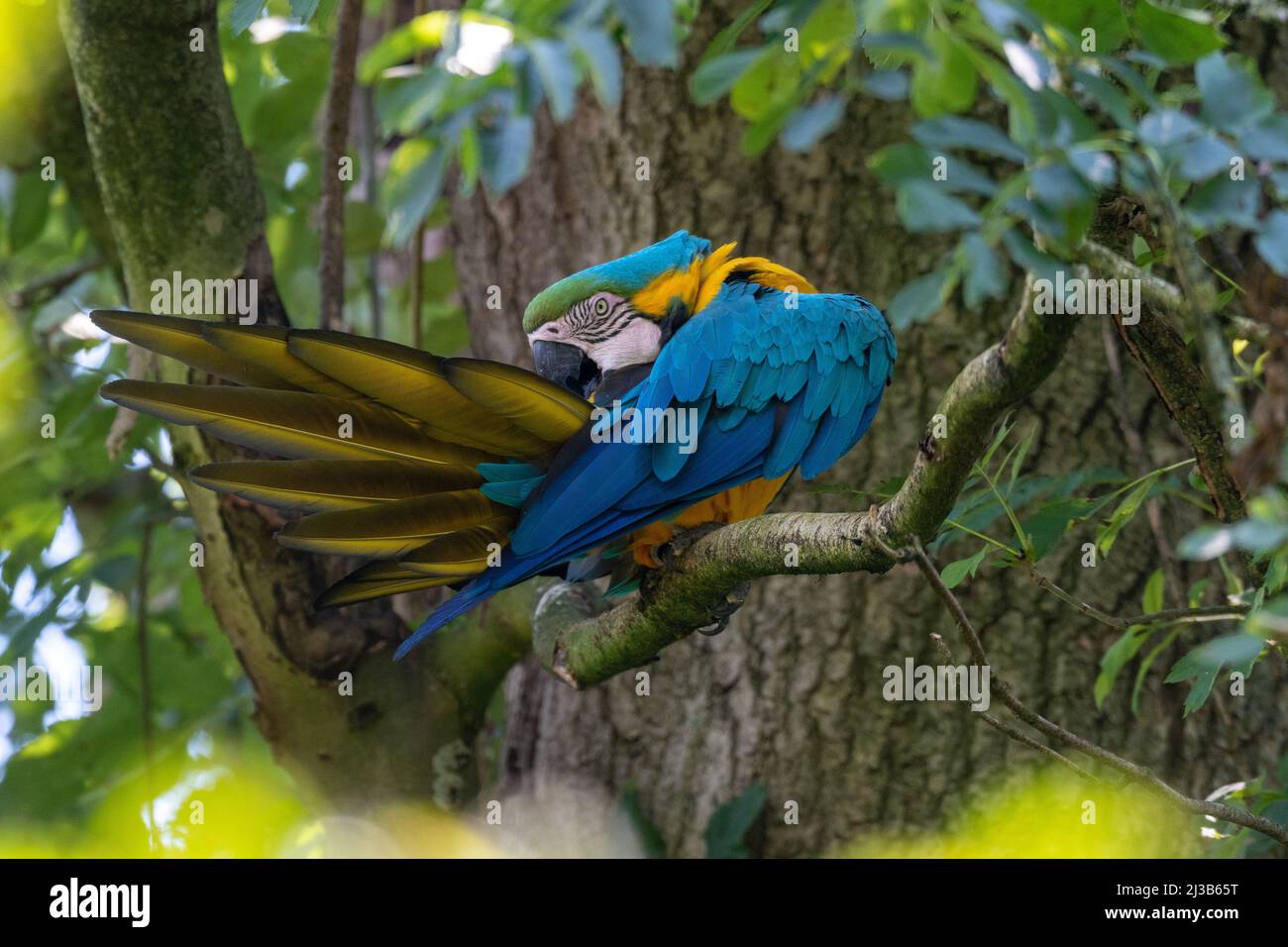 Parrot with long tail hi-res stock photography and images - Alamy