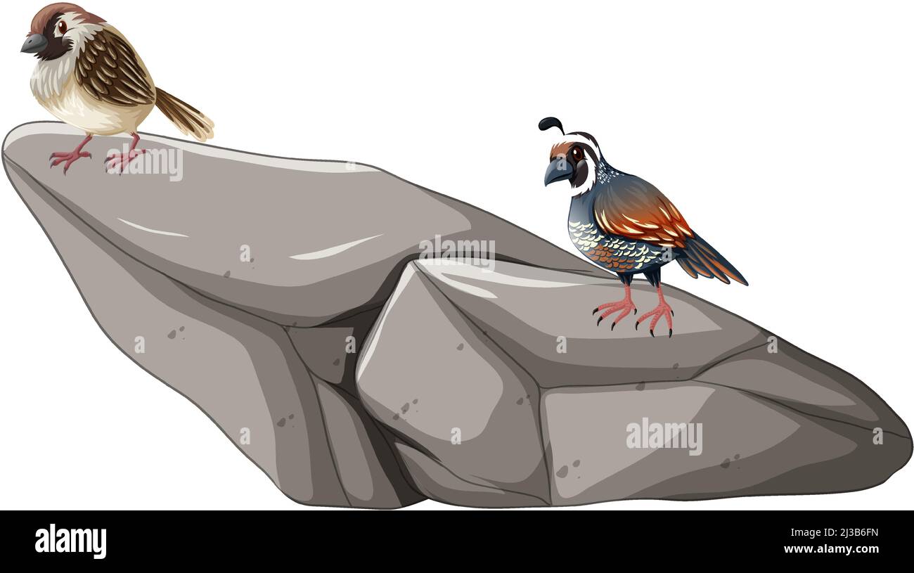 Bird standing on the rock on white background illustration Stock Vector ...